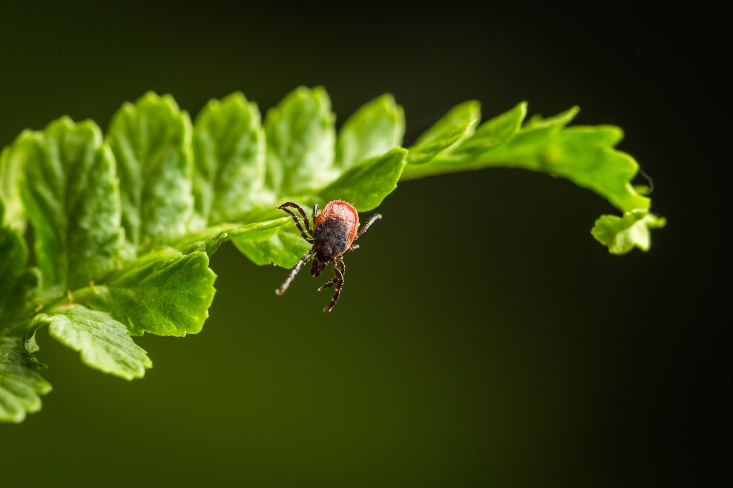 Borelioza – objawy i leczenie choroby z Lyme » Globiana ...